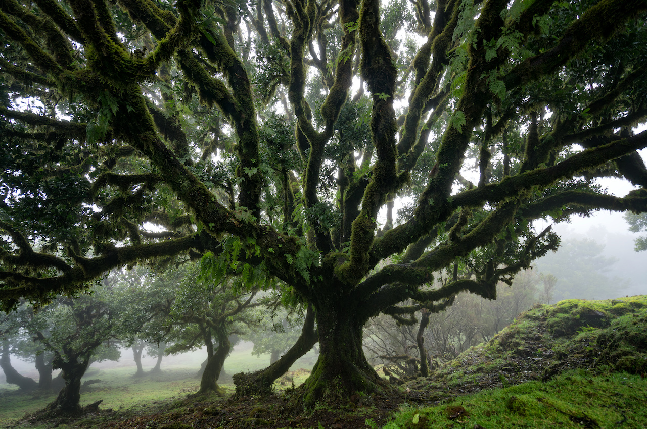 Le plan local d’urbanisme : un outil de protection des arbres ...